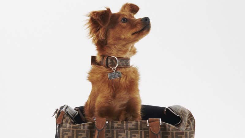 Colección de relojes perrunos de Swatch para amantes de los perros