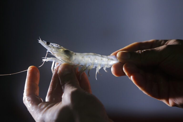 El mejor langostino de España se cría en Valladolid