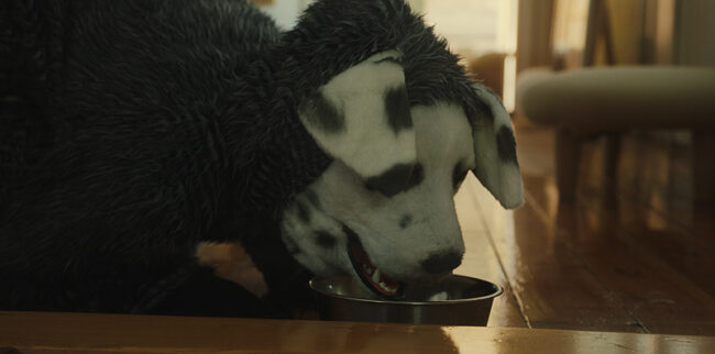 "Good Boy", un macabro y poco convencional thriller de Viljar Bøe