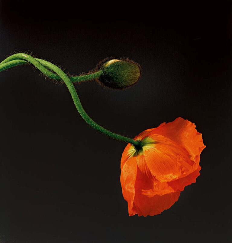 Fragile Beauty: exposición de la colección de Elton John y David Furnish